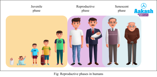 Sexual Reproduction: Overview, Phases & Reproductive Cycles | AESL