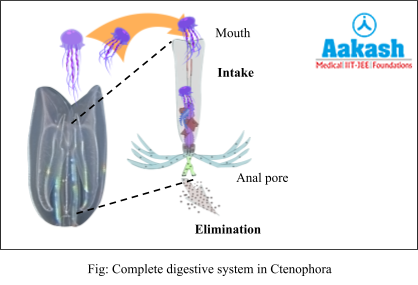 Phylum Ctenophora: Characteristics, Examples & Classification | AESL