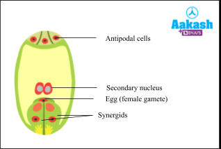 Angiosperms Characteristics, Features & Reproductive events | AESL