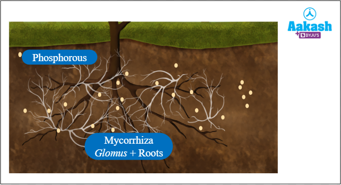 Biofertilizers Definition, Advantages, Diagram & Examples | AESL