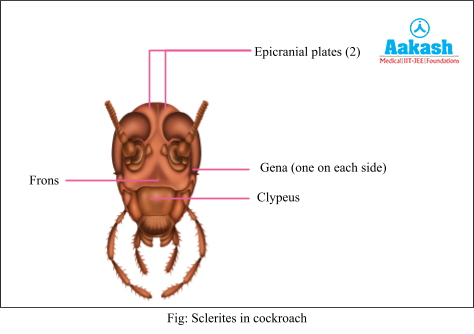 Morphology of Cockroach Head, Thorax and Abdomen - Biology - Aakash | AESL