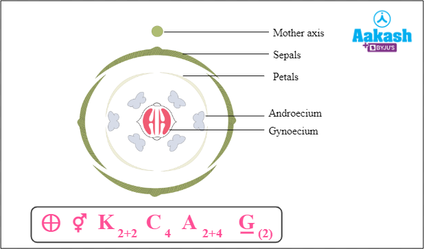 Floral: Diagram, Formula, Characters & Parts of Flower | AESL