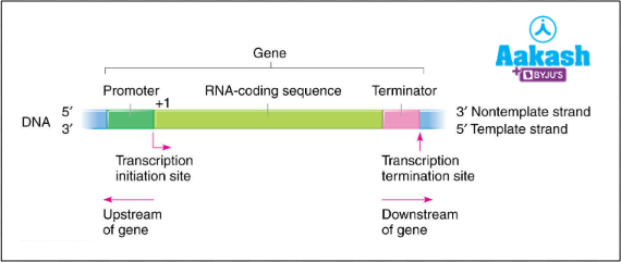 Central Dogma, Transcription, Reverse Transcription Practice Problems ...