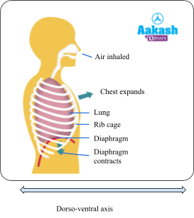 Mechanism of Breathing: Abdominal & Thoracic breathing | AESL
