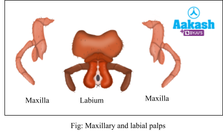 Cockroach: Respiratory, Excretory & Nervous System | AESL