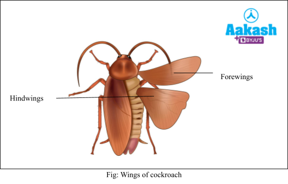 Morphology of Cockroach Head, Thorax and Abdomen - Biology - Aakash | AESL