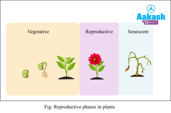 Sexual Reproduction: Overview, Phases & Reproductive Cycles | AESL