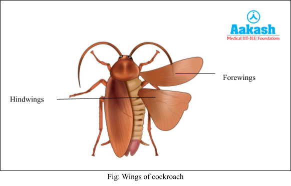 Morphology of Cockroach Head, Thorax and Abdomen - Biology - Aakash | AESL