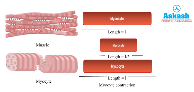 Muscle: Types, Unique Properties & Functions | AESL