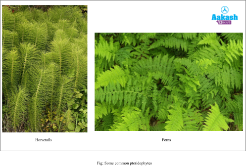 Pteridophytes Characteristics, Habitat, Size & Plant body - Biology ...