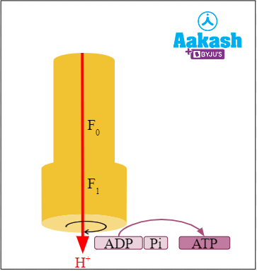 Electron Transport Chain Diagram & Oxidative Phosphorylation | AESL