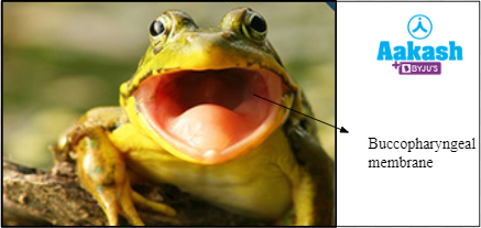 Amphibia: Classification, Significance & Characteristics | AESL