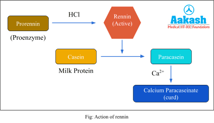 Stomach: Structure, Layers & digestive System | AESL