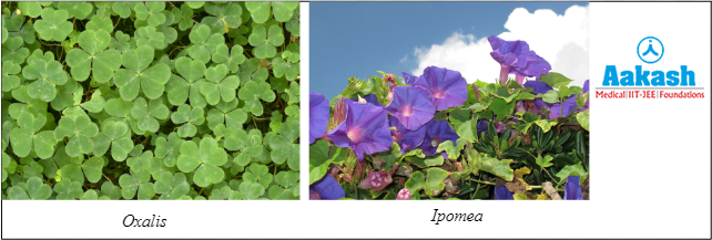 Photosynthesis: Definition, Location and Types | AESL