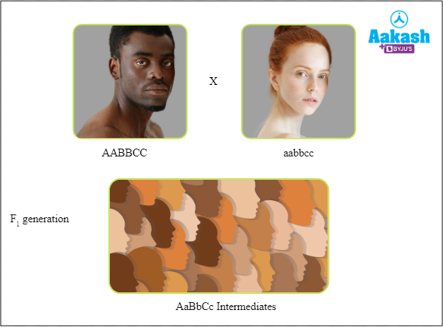 Polygenic Inheritance Characteristics Examples Practice Problems And