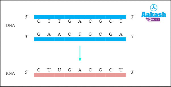 Central Dogma, Transcription, Reverse Transcription Practice Problems ...