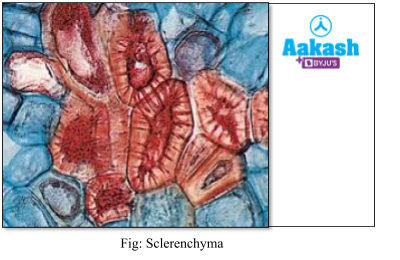 Simple Permanent Tissue, Types & sclerenchyma cells | AESL