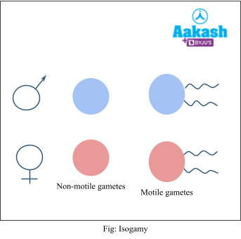 Algae: Characteristics, Reproduction & Evolution | AESL