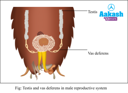 Cockroach: Reproductive System, Fertilization & Development | AESL