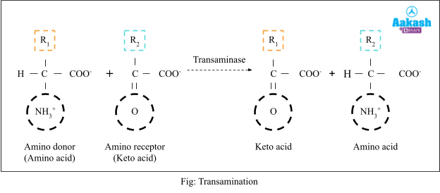 Nitrogen Cycle Diagram, Nitrogen Fixation, Nitrification ...