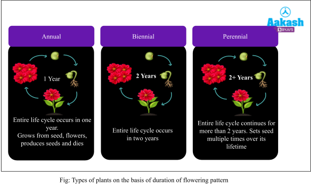 Sexual Reproduction: Overview, Phases & Reproductive Cycles | AESL