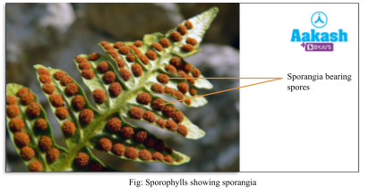 Pteridophytes Characteristics, Habitat, Size & Plant body - Biology ...