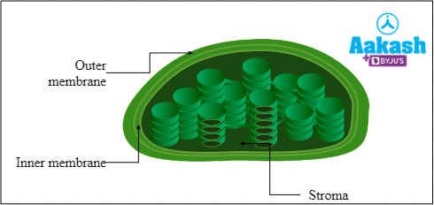 Cytokinin: Function, Hormone, Structure & Example | AESL