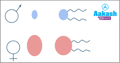 Sexual Reproduction in Flower Plants Advantages | AESL