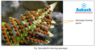 Pteridophytes: Characteristics, Examples, Size and Habitat | AESL
