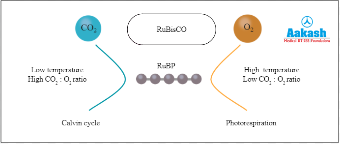 Photorespiration: Definition, Factors & Advantages | AESL
