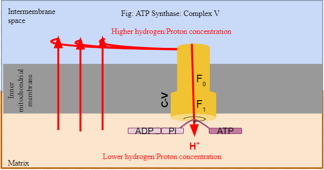 Electron Transport Chain Diagram & Oxidative Phosphorylation | AESL