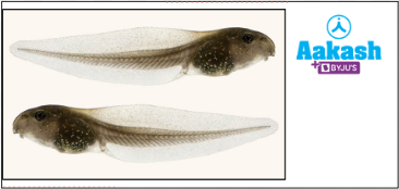 Amphibia: Classification, Significance & Characteristics | AESL