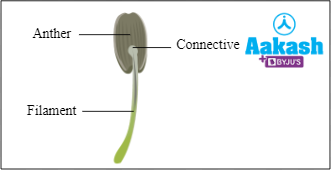 Floral: Diagram, Formula, Characters & Parts of Flower | AESL