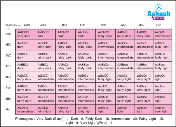Polygenic Inheritance: Characteristics, Examples, Practice Problems and FAQs in Biology ...