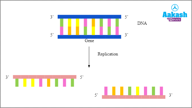 Central Dogma, Transcription, Reverse Transcription Practice Problems ...