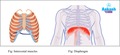 Mechanism of Breathing: Abdominal & Thoracic breathing | AESL