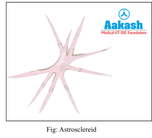 Simple Permanent Tissue, Types & sclerenchyma cells | AESL