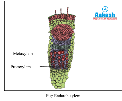Permanent Tissues Xylem: Components, Types & Tracheids | AESL