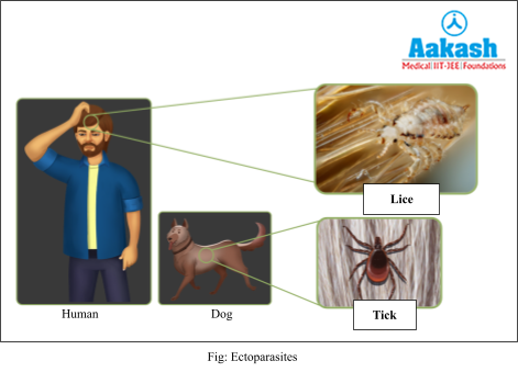 Parasitism Classification, Life cycle, Brood parasitism & Commensalism ...