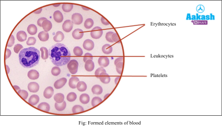 What are the Blood Cells & Types, RBC, WBC | AESL