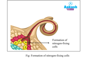 Nitrogen Cycle Diagram, Nitrogen Fixation, Nitrification ...