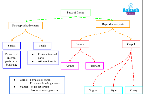 Angiosperms Characteristics, Features & Reproductive events | AESL