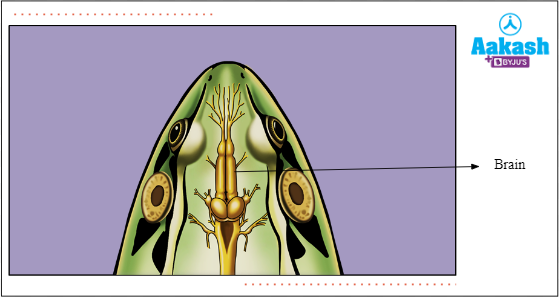 Amphibia: Classification, Significance & Characteristics | AESL