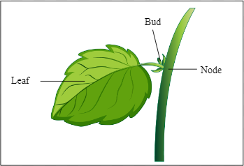 Floral: Diagram, Formula, Characters & Parts of Flower | AESL