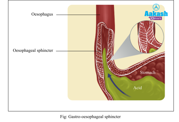 Stomach: Structure, Layers & digestive System | AESL