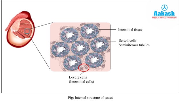 Testis: Structure, Hormones and Functions | AESL