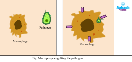 Acquired immunity: Definiton, Types of Immunity and Practice Questions ...