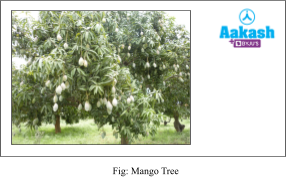 Diversity in the living world: Taxonomy, Nomenclature and Systematics ...