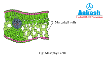 Photosynthesis Chloroplast: Location, Mesophyll cells & Resonance ...