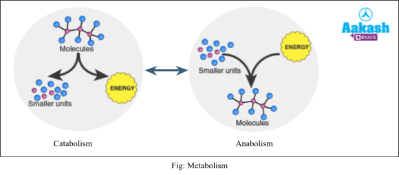 Features of Living Beings: Cellular Organization, Metabolism ...